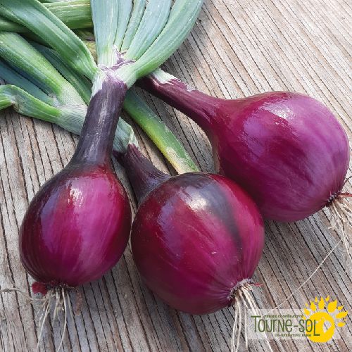 Semences Ferme Tourne-Sol | Oignon Rouge ‘Red Baron’ bio – Pépinière.ca