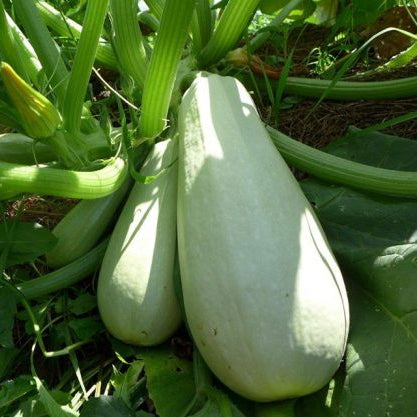 Organic Lebanese Zucchini 'Light Green' – Versatile and Tasty ...